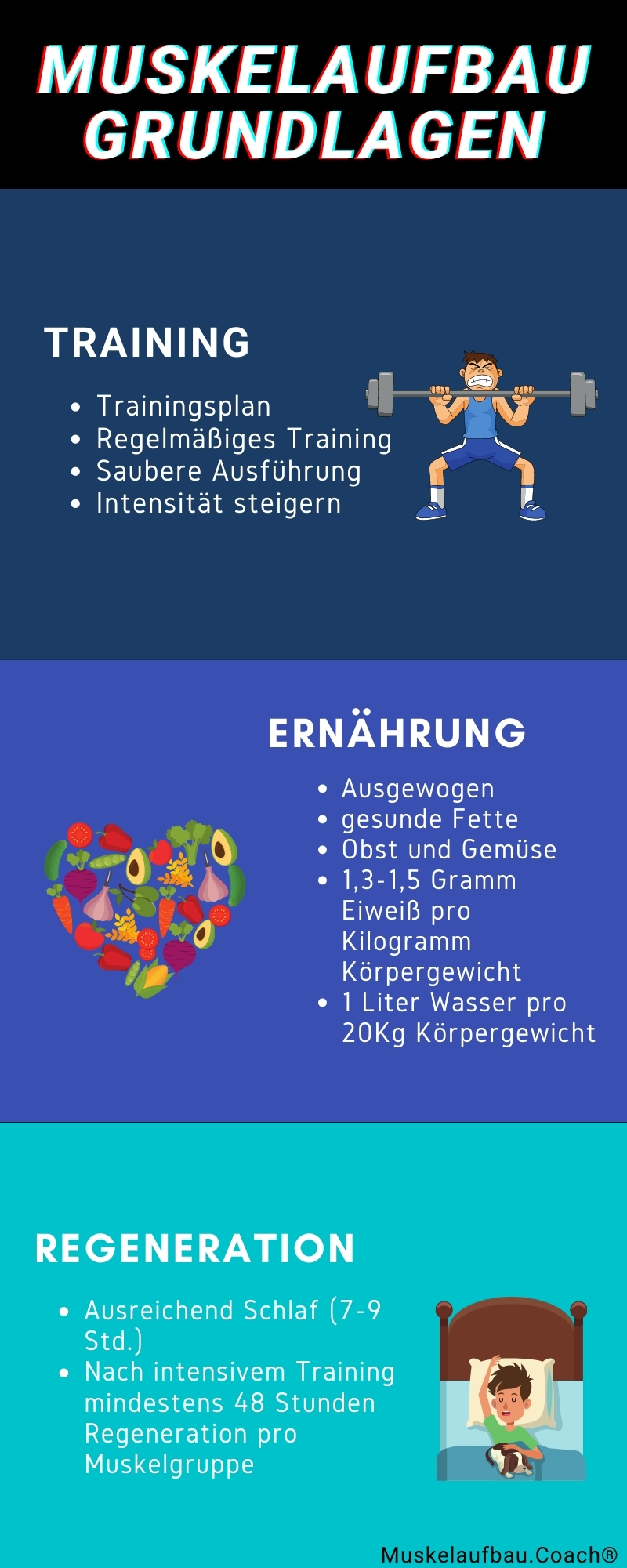 Muskelaufbau Grundlagen | Muskelaufbau.Coach